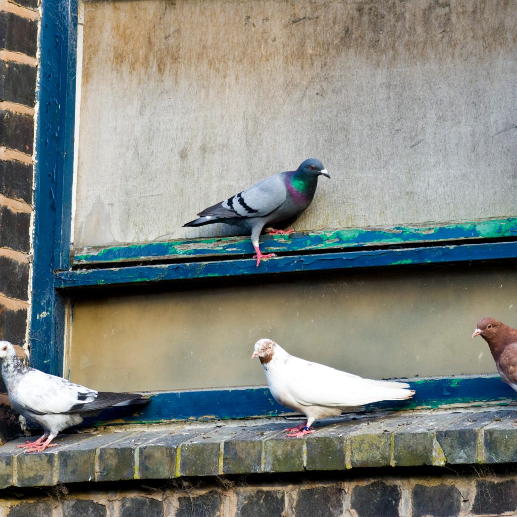 BIRD MANAGEMENT - NEX PEST CONTROL